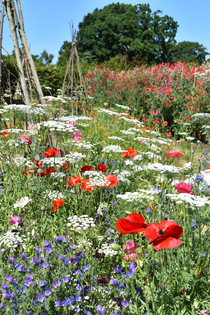 The Wild Garden | Before You Garden...