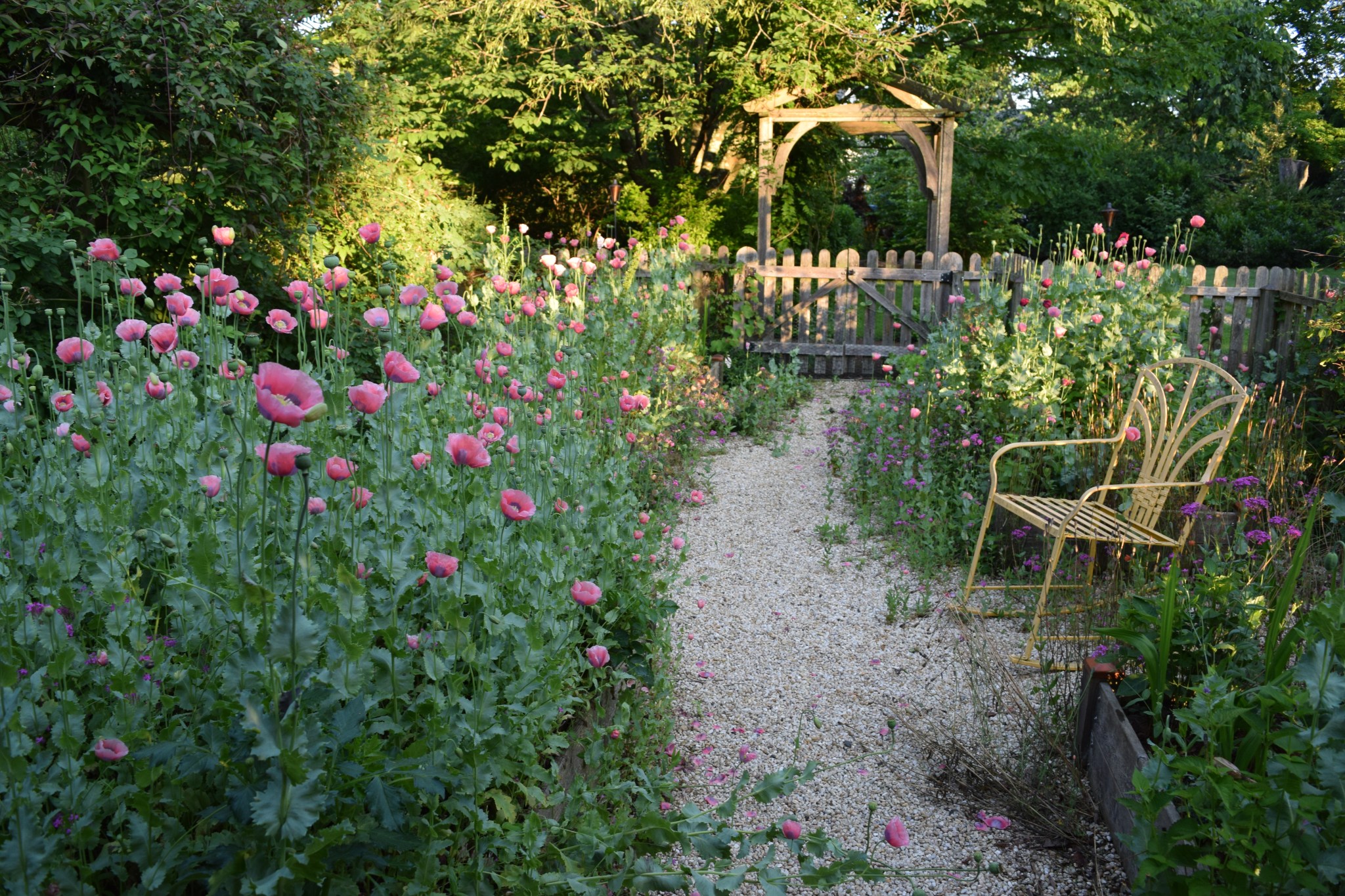 Self-Sown Flowers – Create Bargain Fullness and Happy Accidents in Your ...