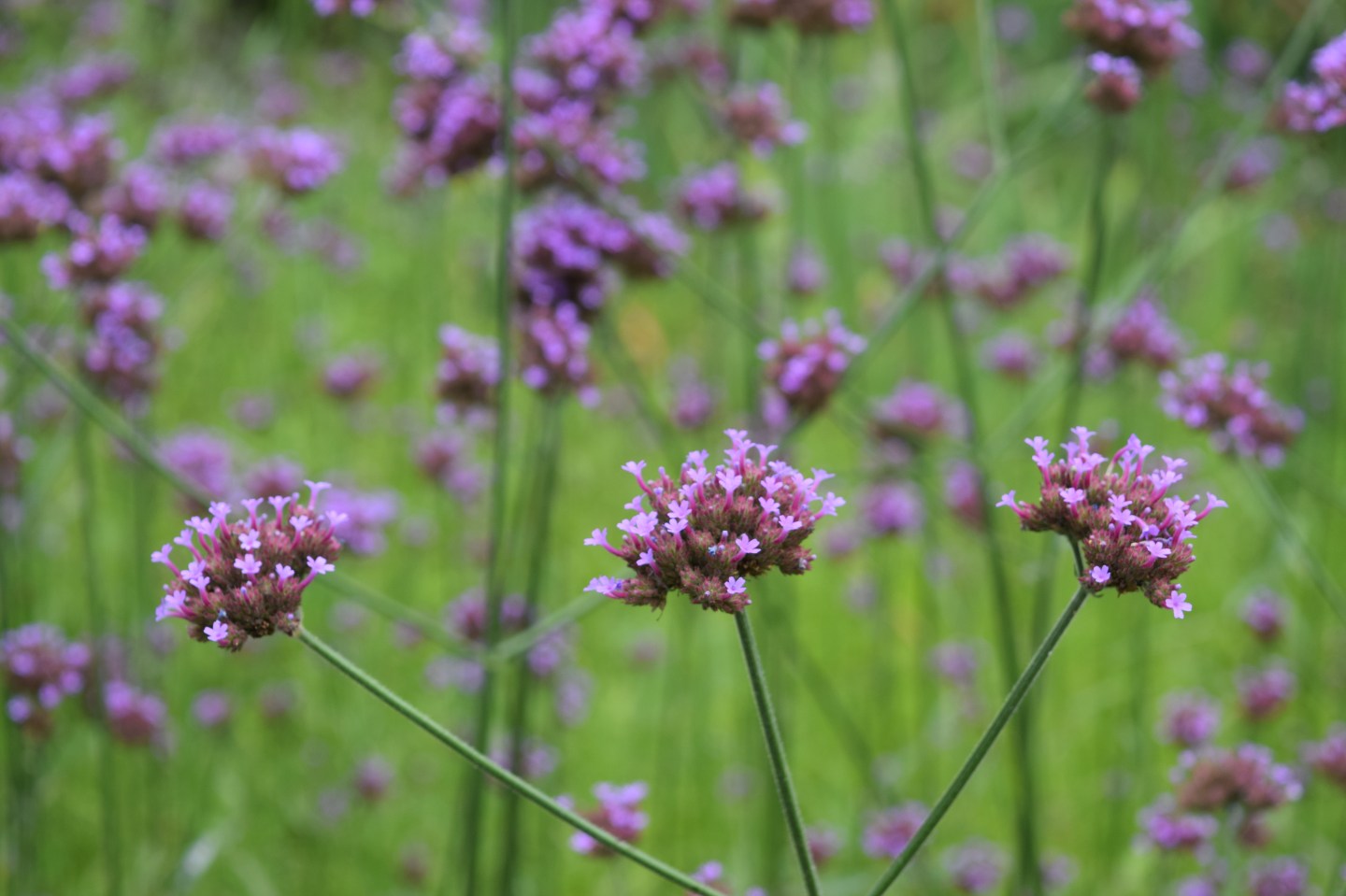 Self-Sown Flowers – Create Bargain Fullness and Happy Accidents in Your ...