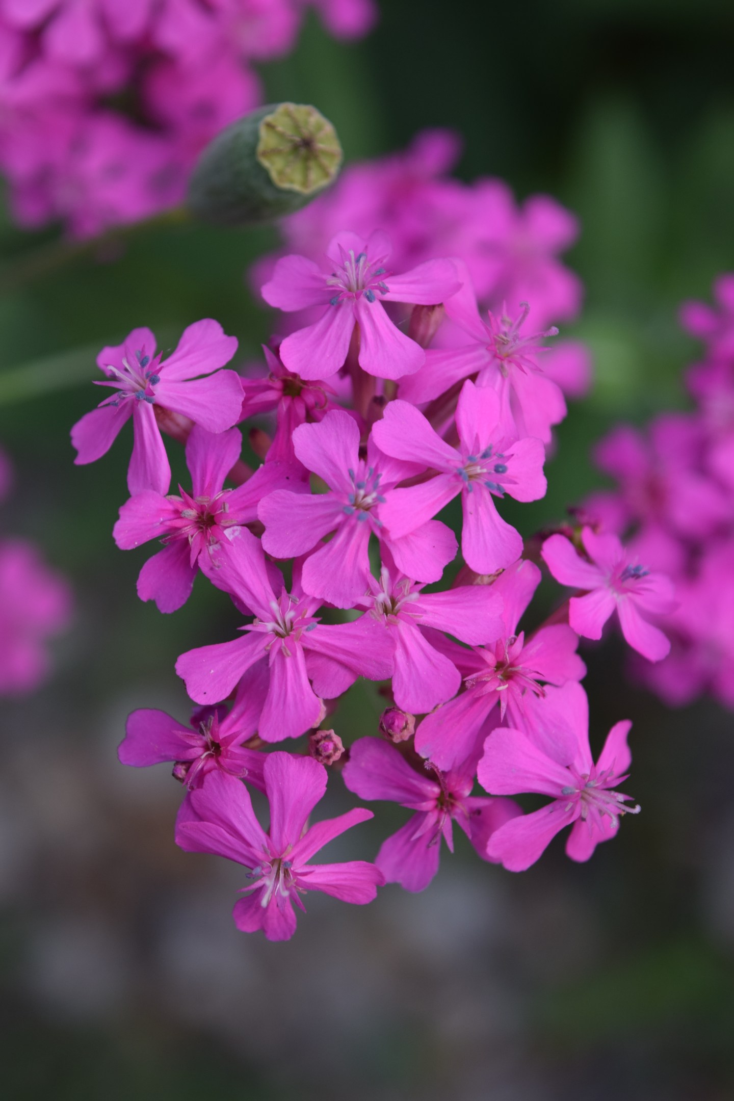 Self-Sown Flowers – Create Bargain Fullness and Happy Accidents in Your ...