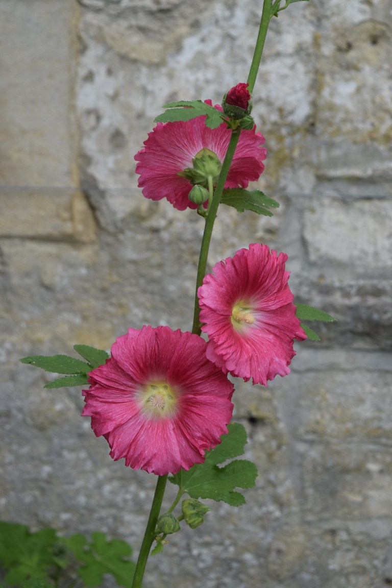 Self-Sown Flowers – Create Bargain Fullness and Happy Accidents in Your ...