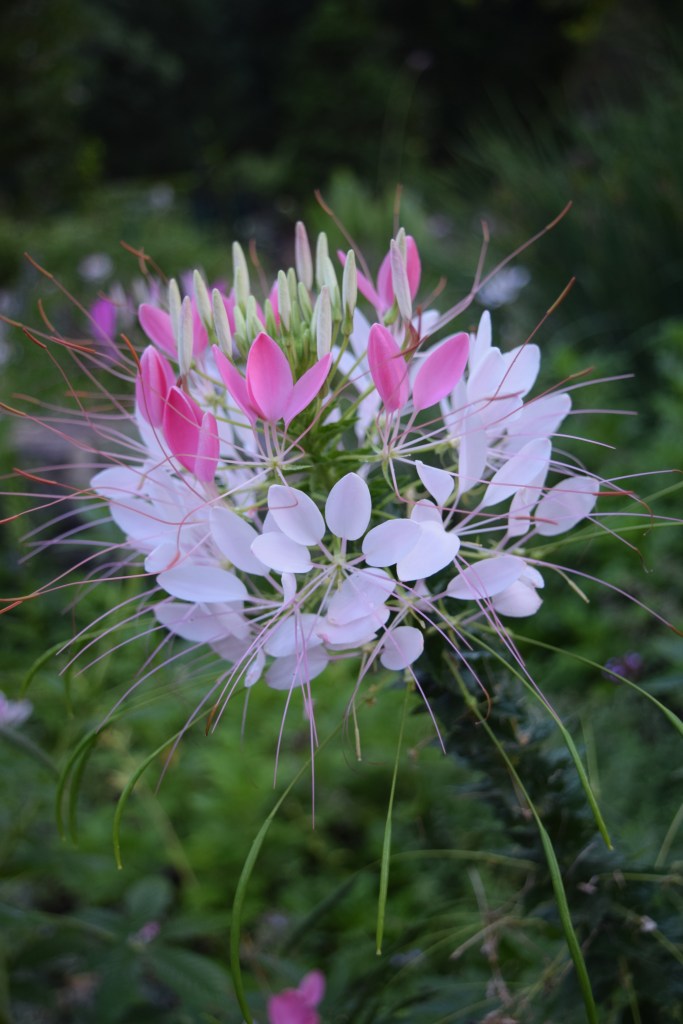Self-Sown Flowers – Create Bargain Fullness and Happy Accidents in Your ...