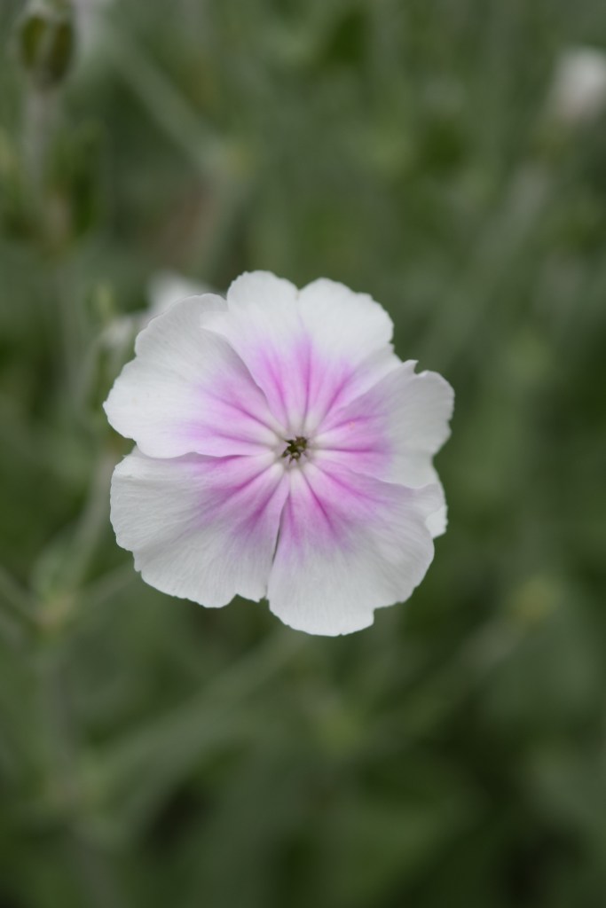 Self-Sown Flowers – Create Bargain Fullness and Happy Accidents in Your ...