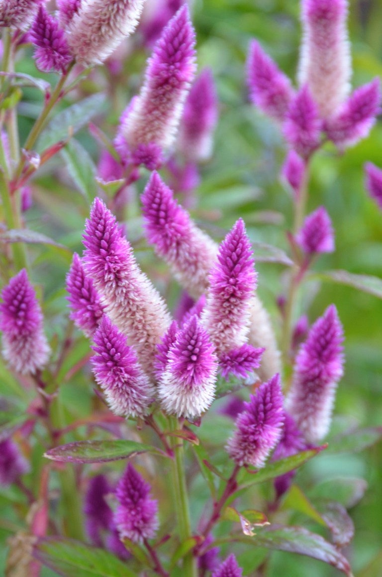 Self-Sown Flowers – Create Bargain Fullness and Happy Accidents in Your ...
